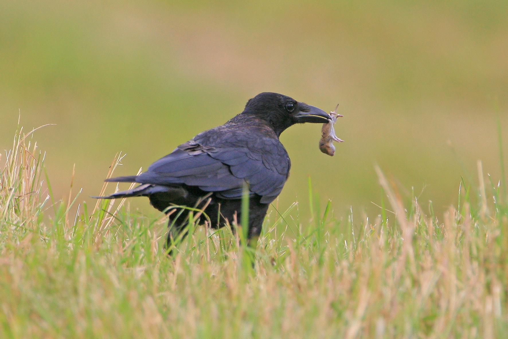 Cornacchia nera | Lipu ODV