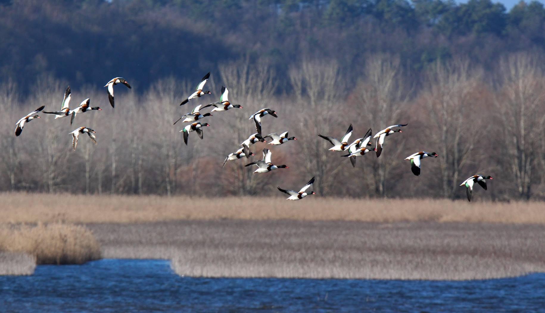 Riserva naturale Padule di Fucecchio